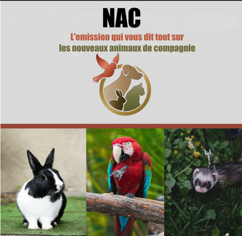 NAC, l'émission qui vous dit tout (ou presque) sur les nouveaux animaux ...